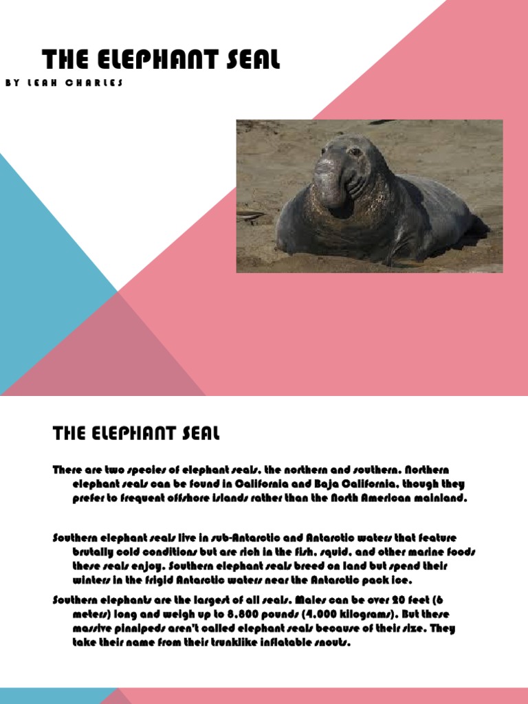 Elephant Seals: Species, Behavior, and Habitat | PDF | Science ...
