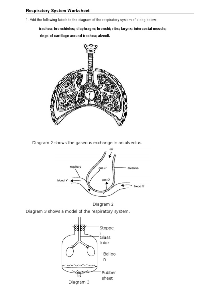 Respiratory System Diagram Worksheet With Word Bank