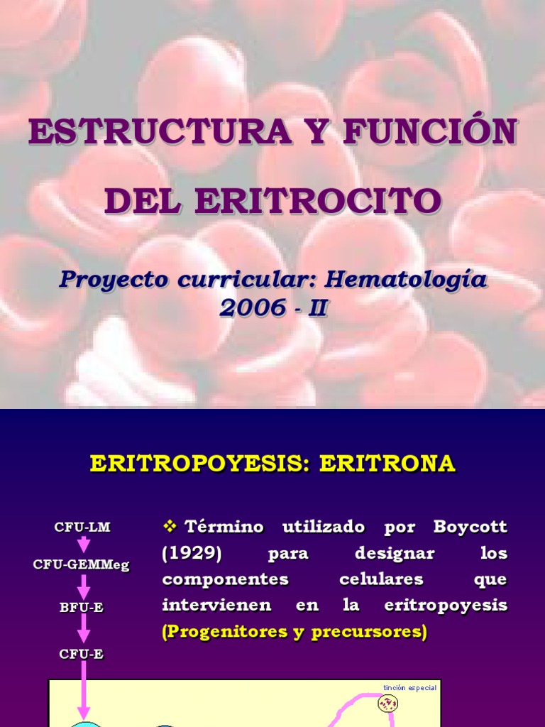 3. Estructura del eritrocito.ppt | Hemoglobina | Glóbulo rojo | Prueba ...