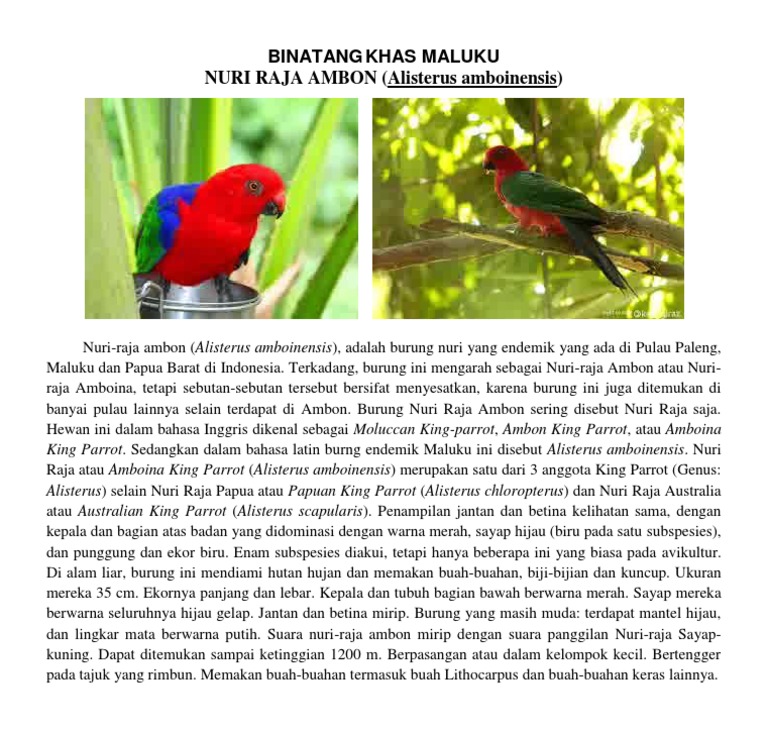 Nuri Raja Ambon: Fauna Endemik Maluku | PDF