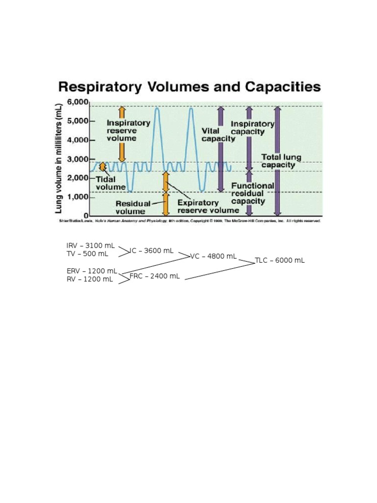 Respiratory Volumes and Capacities | PDF