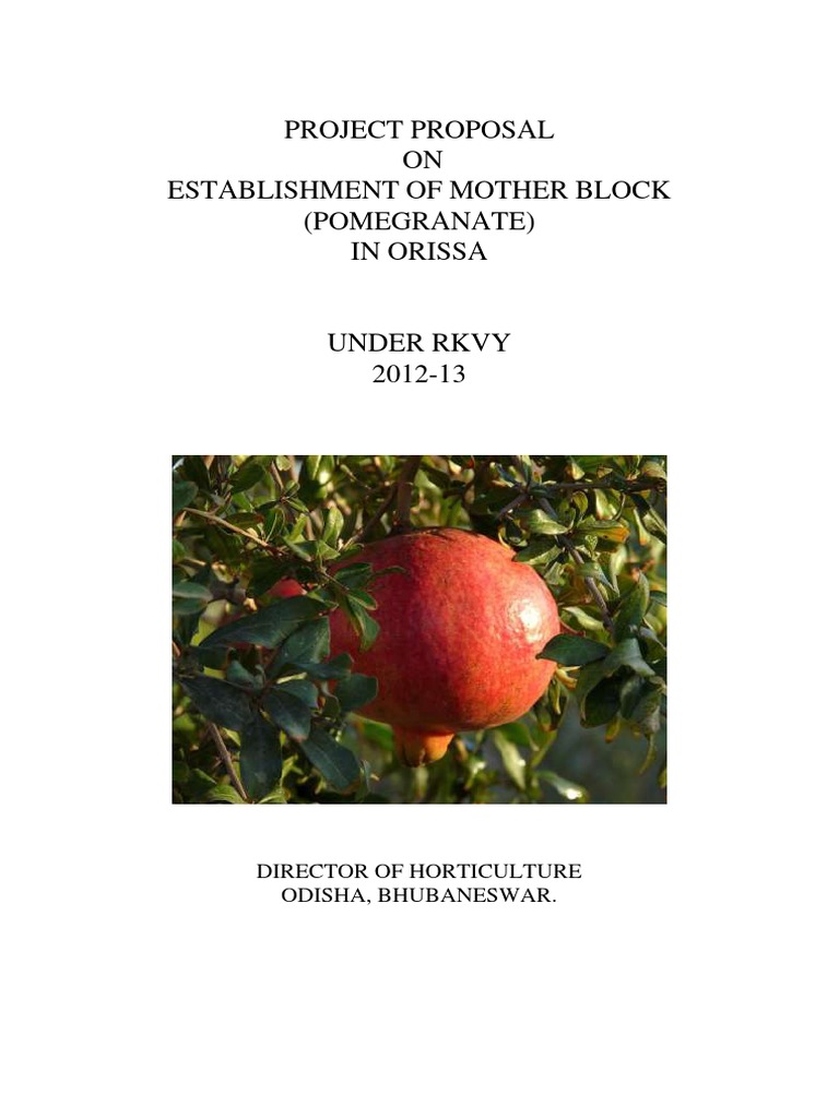 Establishing Pomegranate Mother Block | PDF | Plant Nursery | Pomegranate