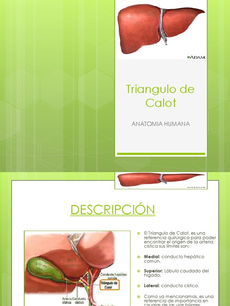 Anatomía del Triángulo de Calot | PDF | Arte