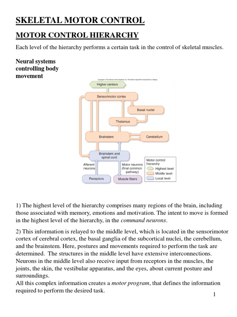 Skeletal Motor Control Hierarchy | PDF | Motor Neuron | Muscle Contraction