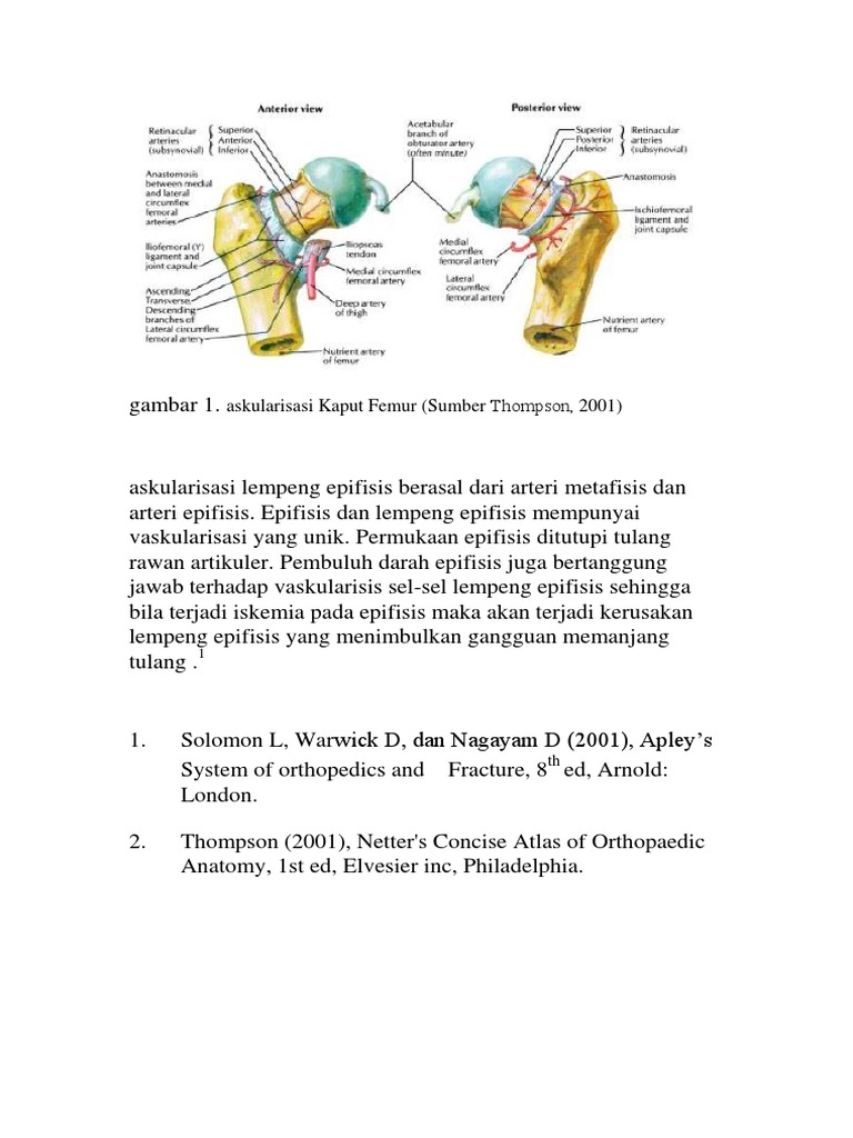 Anatomi Vaskularisasi Os Femur | PDF