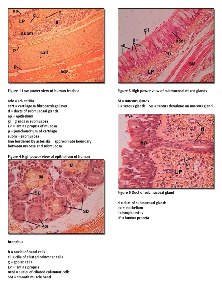 Histology of The Respiratory System | PDF | Epithelium | Human Anatomy