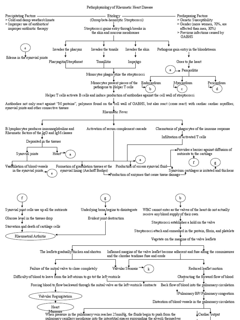 Pathophysiology of RHD | Ventricle (Heart) | Heart