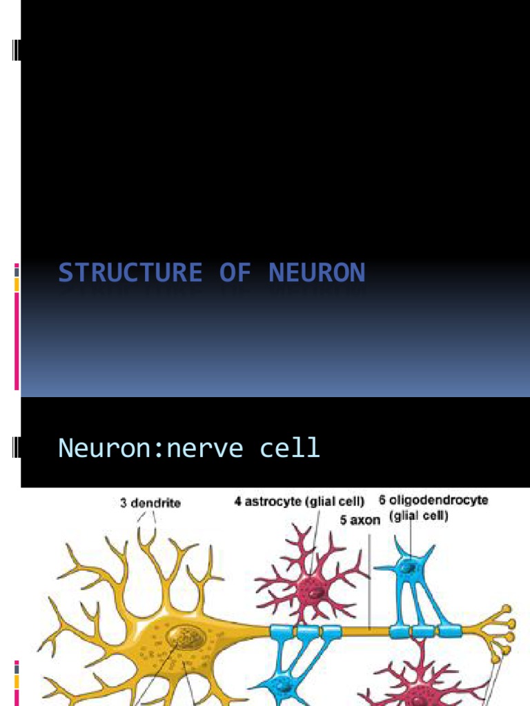 Structure of Neuron | PDF | Neuron | Axon