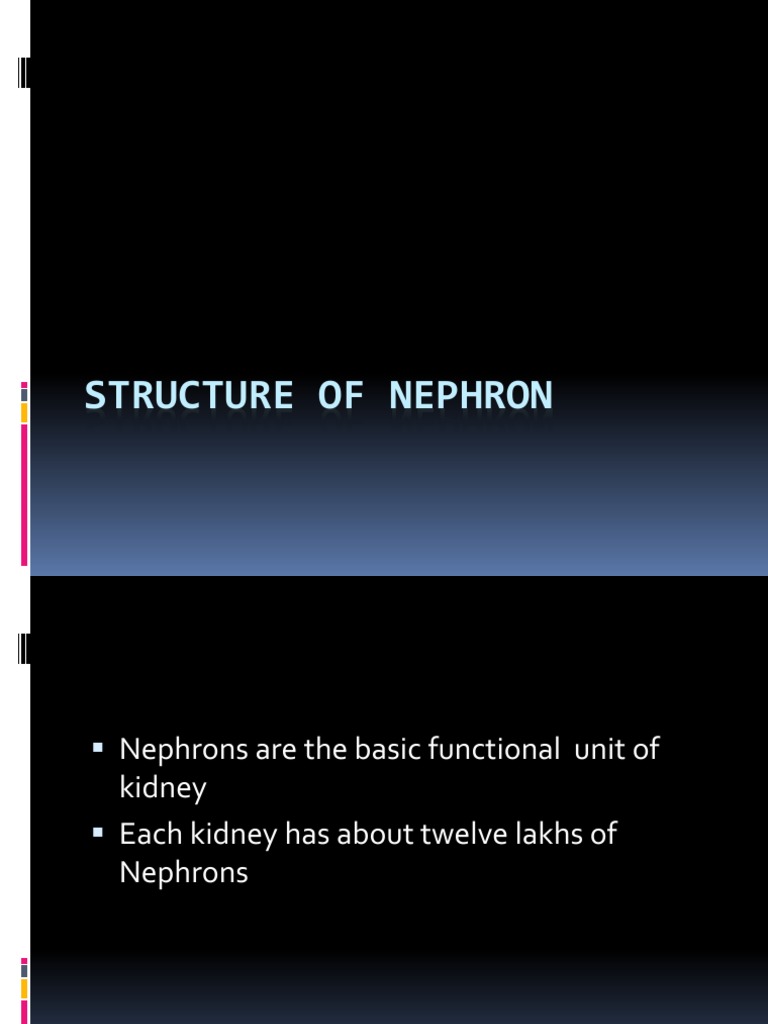 Structure of Nephron | PDF