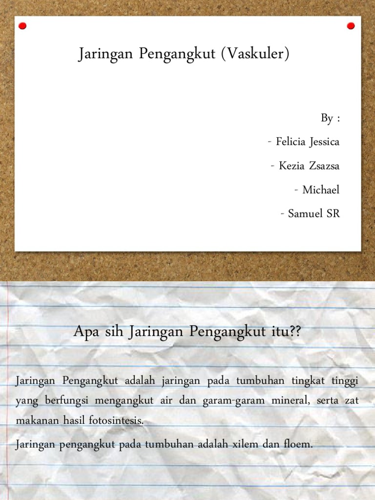 Struktur dan Fungsi Jaringan Vaskuler | PDF