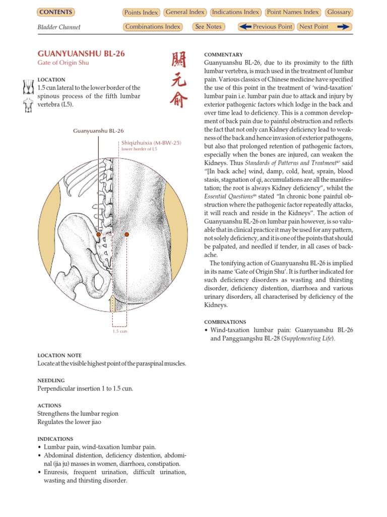 BL 26 | PDF | Kidney | Traditional Chinese Medicine
