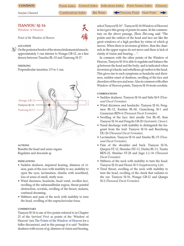 Tianyou Sj-16: Window of Heaven | PDF | Animal Anatomy | Human Anatomy