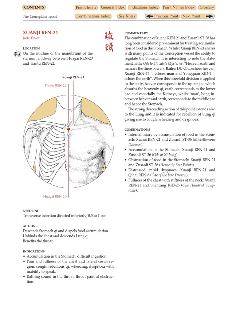 Ren 21 | PDF | Thorax | Human Anatomy