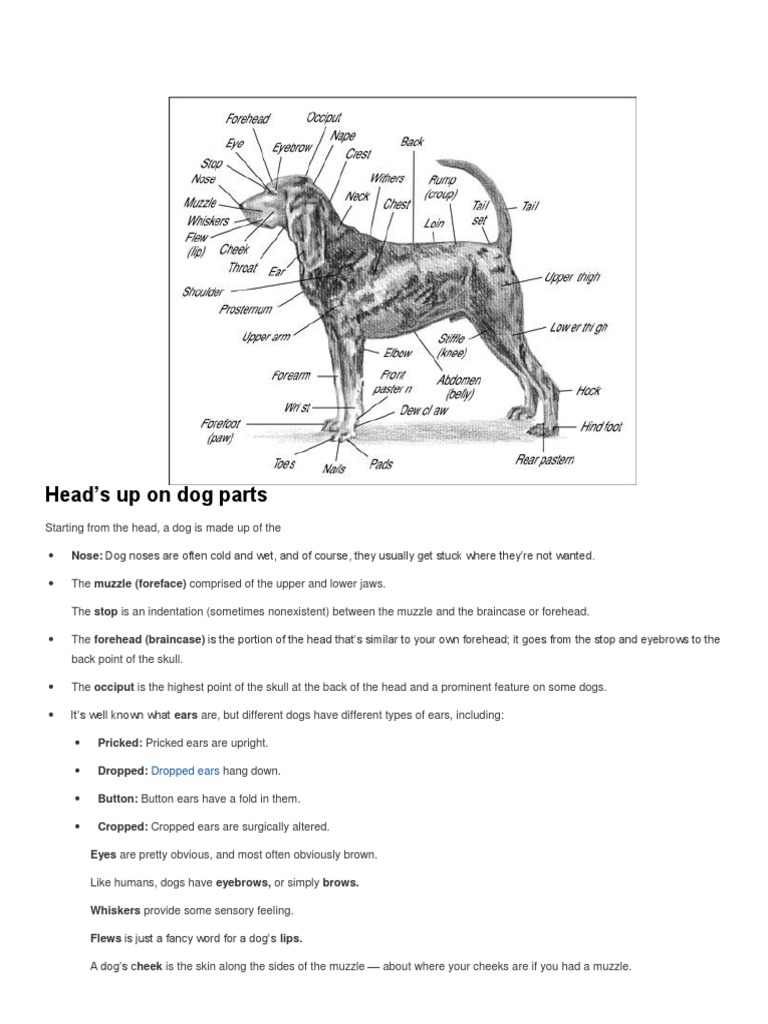 Head's Up On Dog Parts: Nose | PDF | Fish | Arm