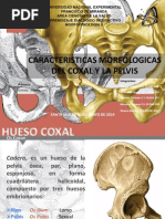 Anatomía y Cultura de las Nalgas | PDF | Nalgas | Anatomía humana