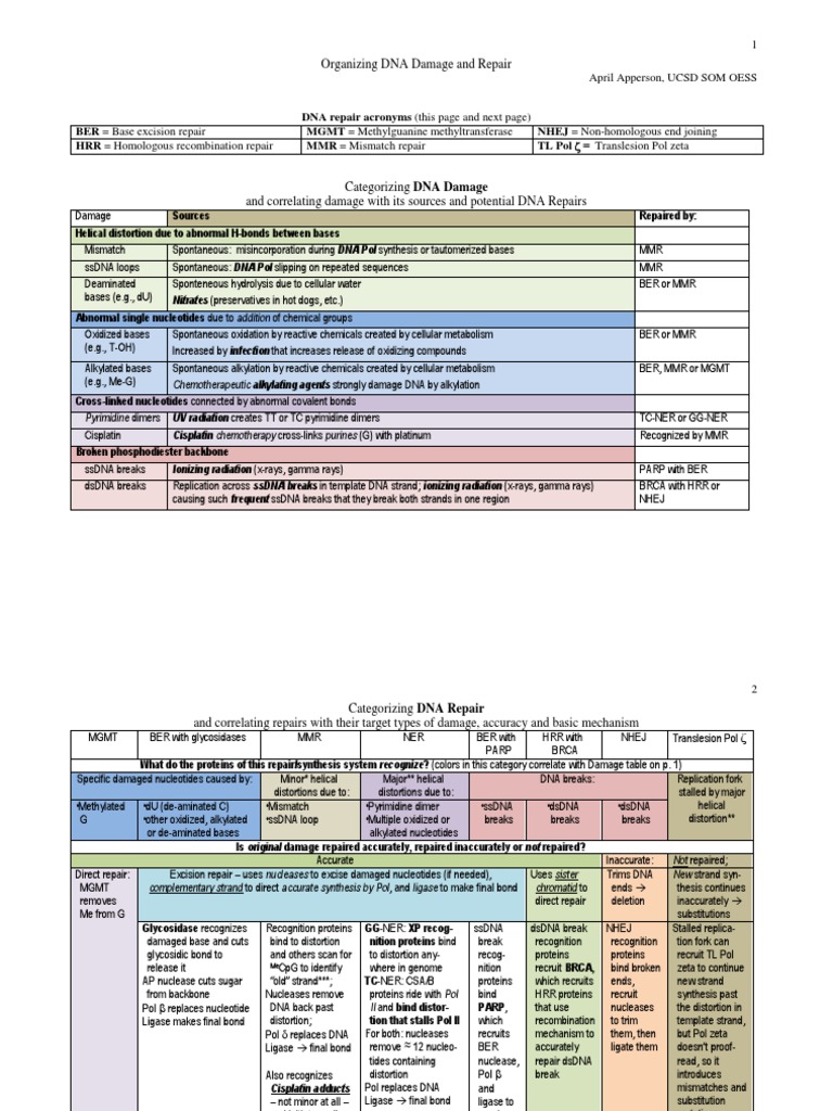 DNA Damage and Repair Correlations | PDF | Dna Repair | Dna Replication