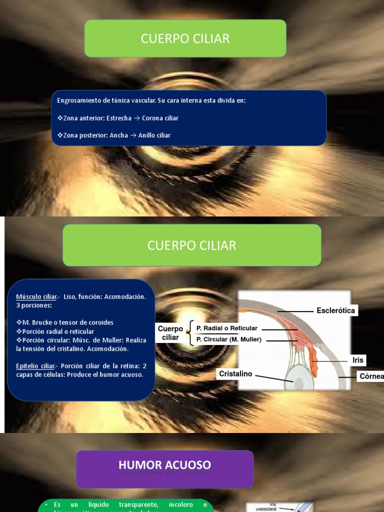 Estructura y Función del Cuerpo Ciliar | PDF