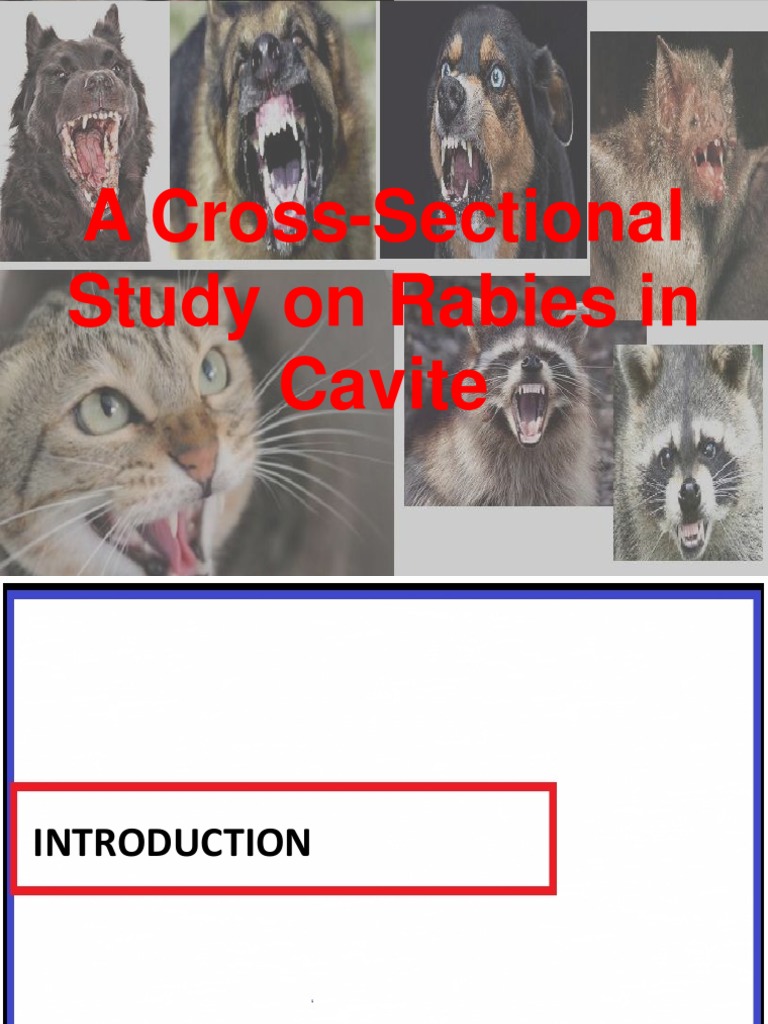 Rabies Philippines | PDF | Elisa | Rabies