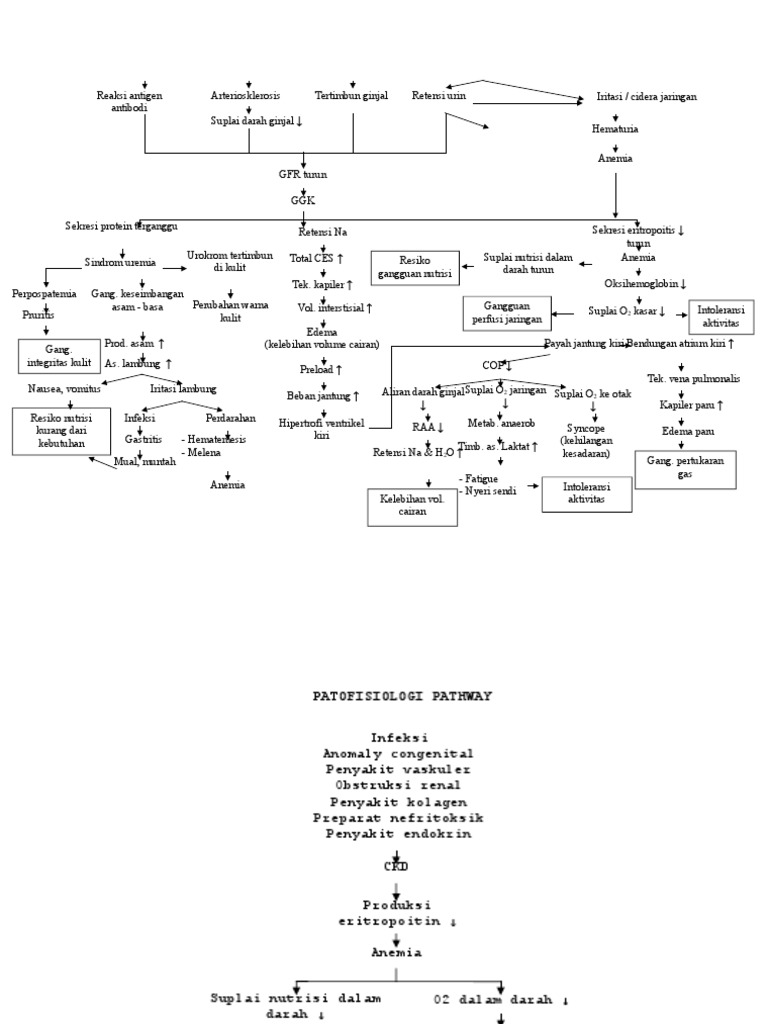 Pathway CKD Anemia | PDF