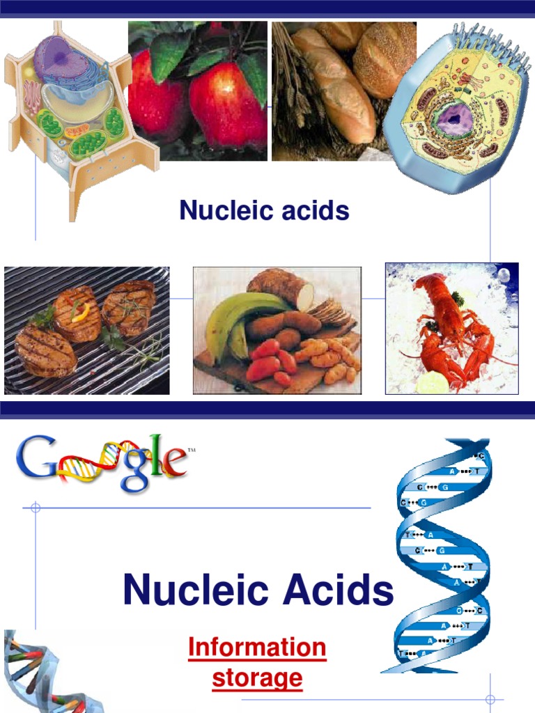 Nucleic Acids: AP Biology | PDF | Nucleic Acids | Nucleotides