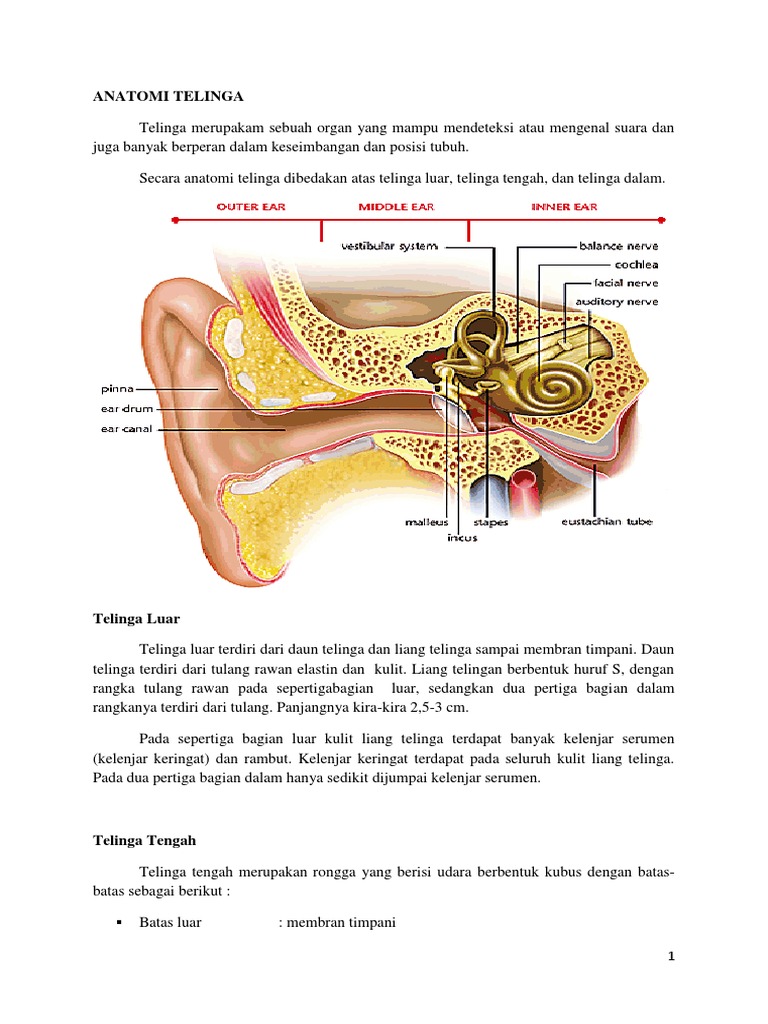 Anatomi Telinga | PDF
