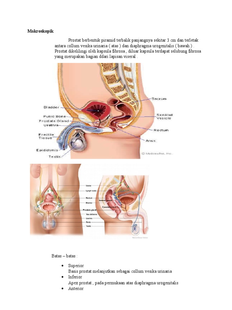 Anatomi Makro & Mikro Prostat | PDF