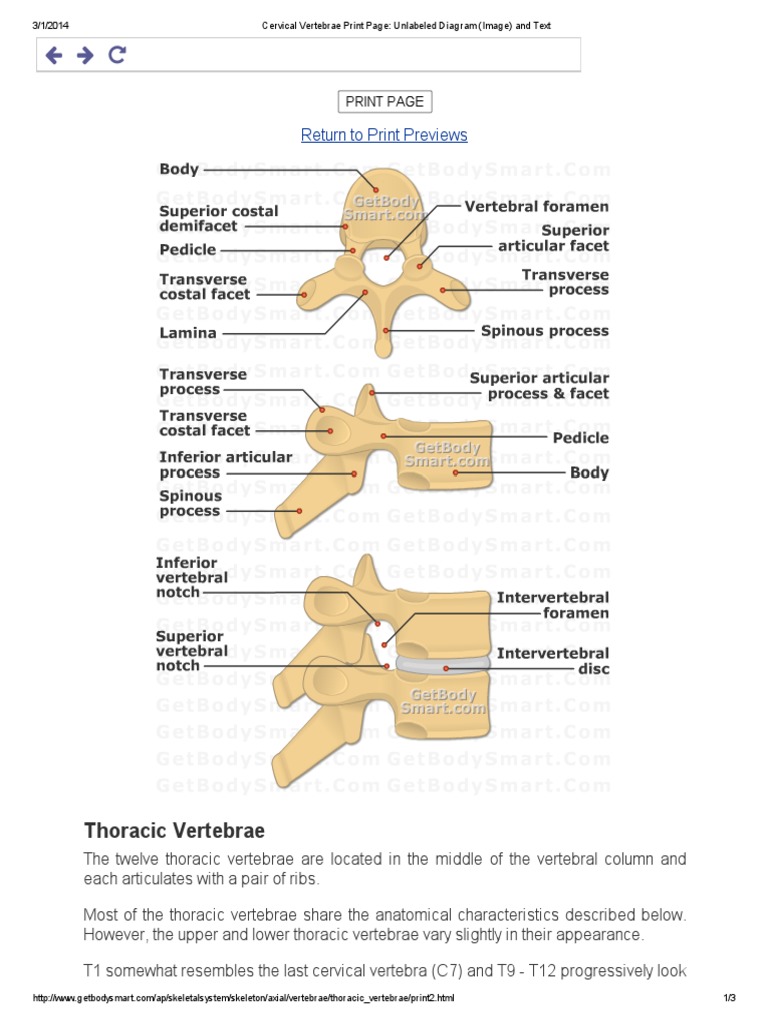 Thoracic Vertebrae Anatomy | PDF | Vertebra | Vertebral Column