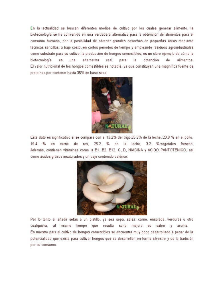 Cultivo de Hongo Seta | PDF | Siembra | Carne