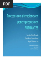 Anatomía y enfermedades del pene canino | PDF | Pene | Urología