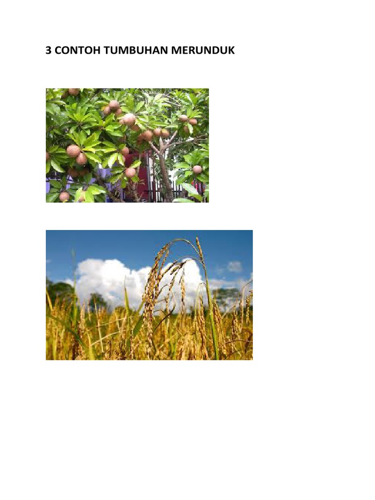 3 Contoh Tumbuhan Merunduk | PDF