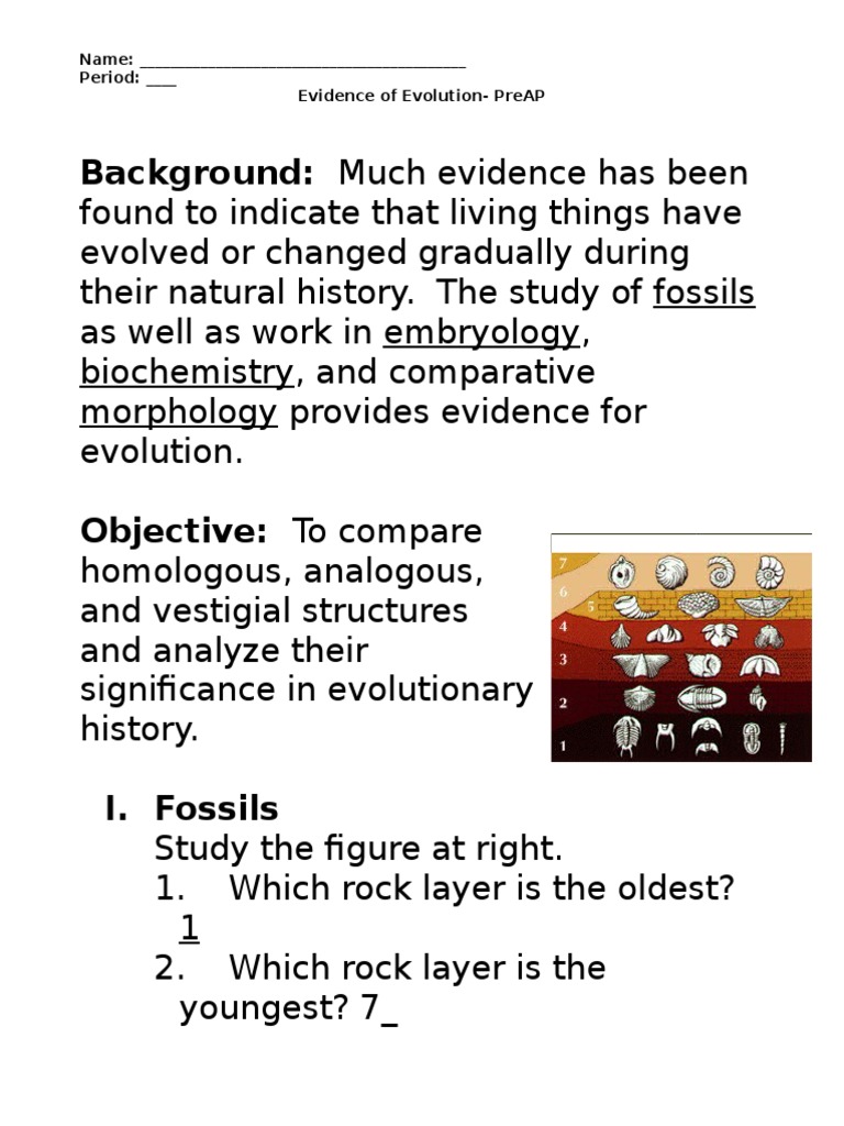 Evidence of Evolution Worksheet | PDF | Paleontological Concepts And ...
