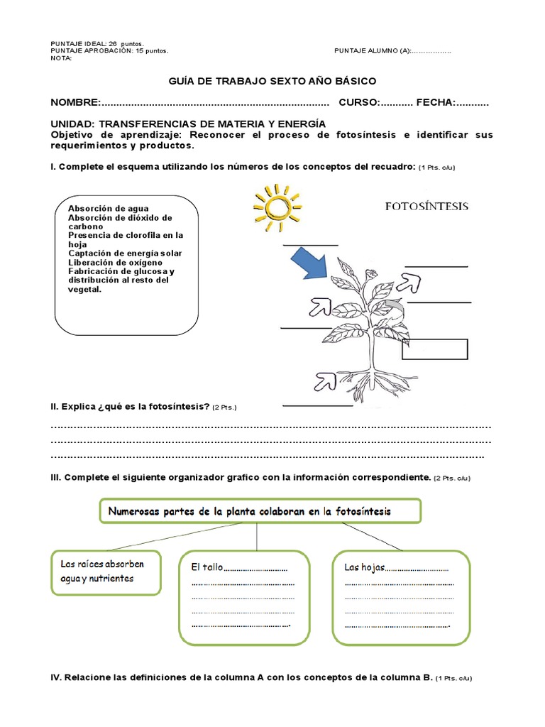 Hoja De Trabajo De Fotosíntesis Con Respuestas