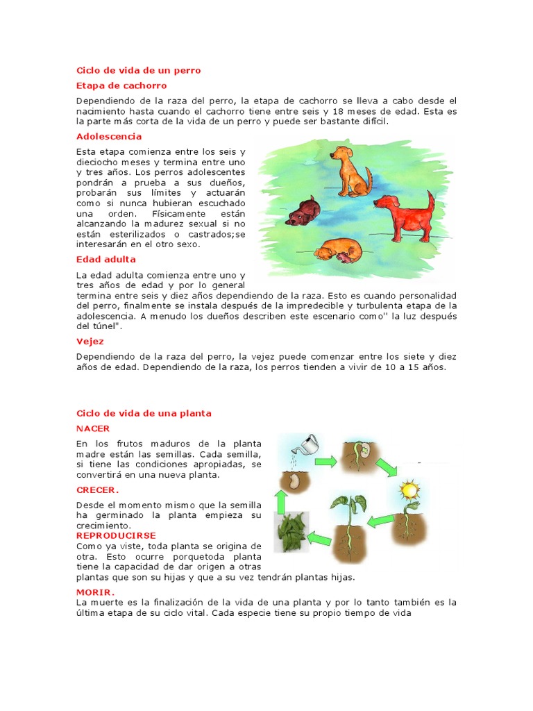 Ciclo de Vida de Un Perro | PDF