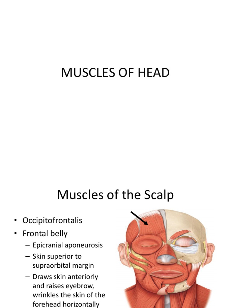 Muscles of Head and Neck | PDF | Human Anatomy | Animal Anatomy