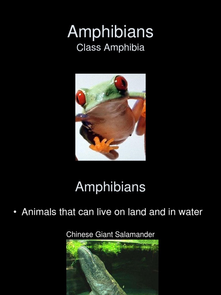 Amphibians: Class Amphibia | PDF | Amphibian | Frog
