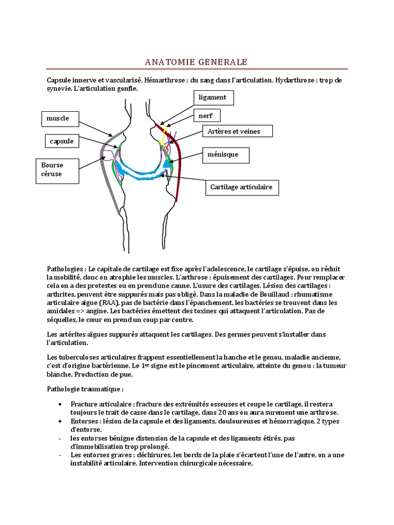 Anatomie Générale | PDF