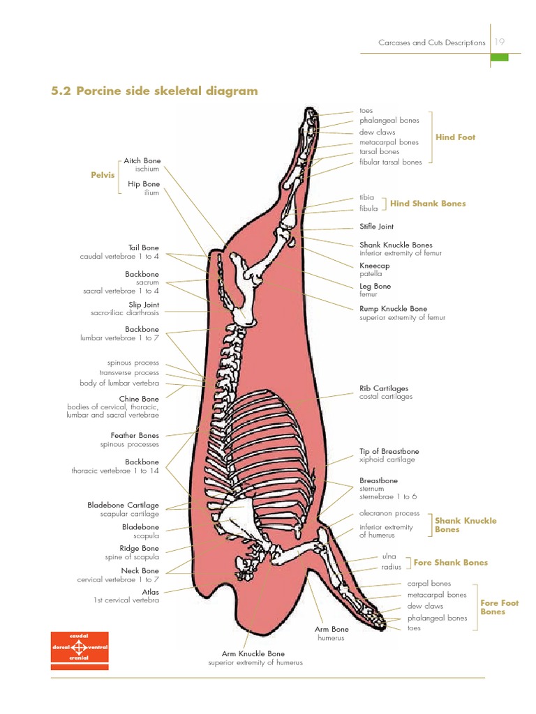 Anatomical Terms Related to the Porcine Skeletal System | PDF ...