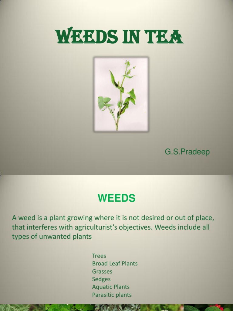 Weeds in Tea | PDF | Weed | Plants