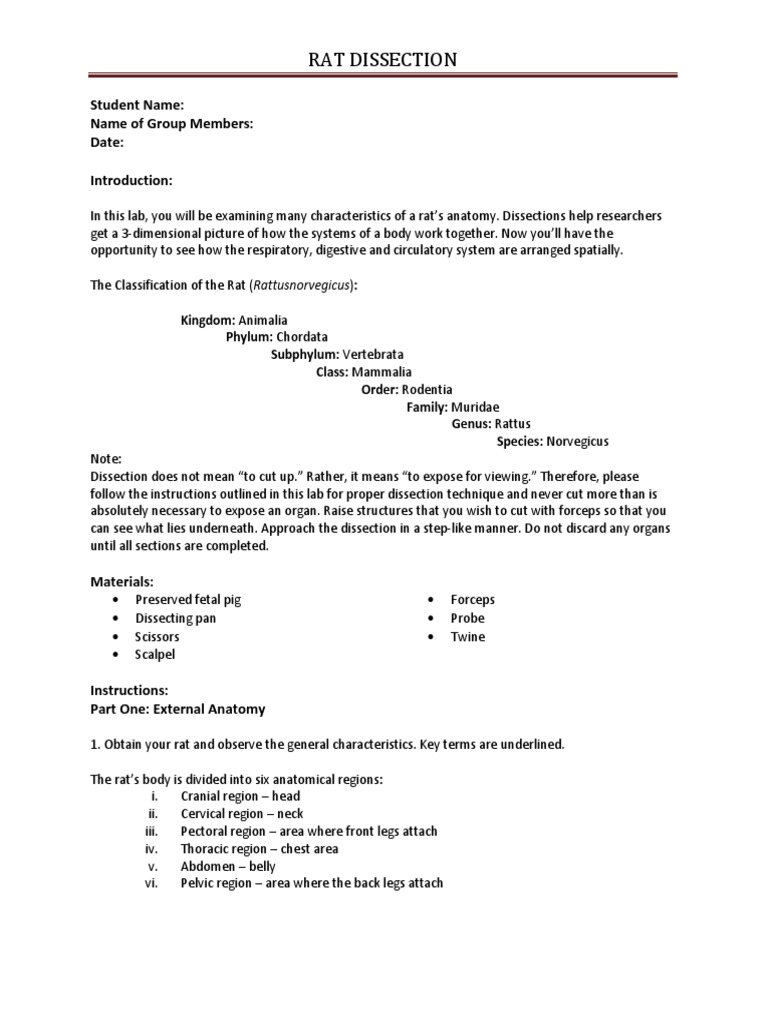 Labeled Rat Dissection Guide | PDF | Small Intestine | Heart