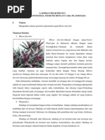 Laporan Biologi (Plasmolisis & Krenasi) | PDF