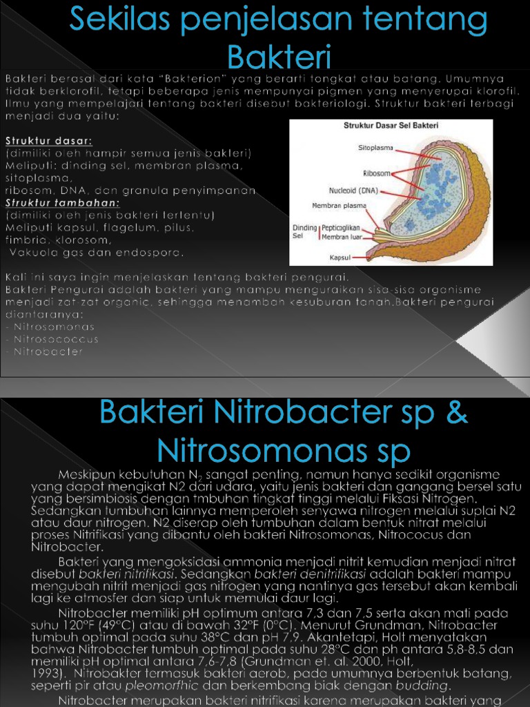 Nitrosomonas And Nitrobacter
