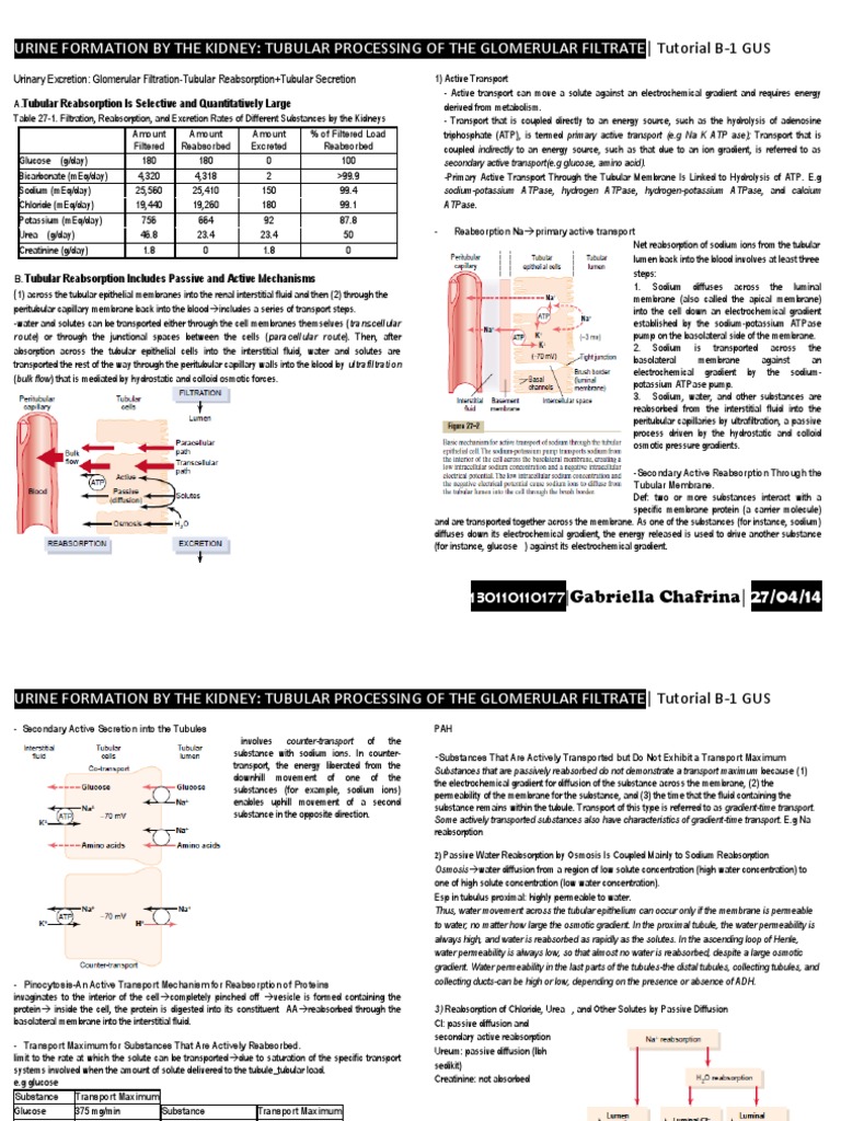 chapter 27 Guyton | Renal Function | Kidney