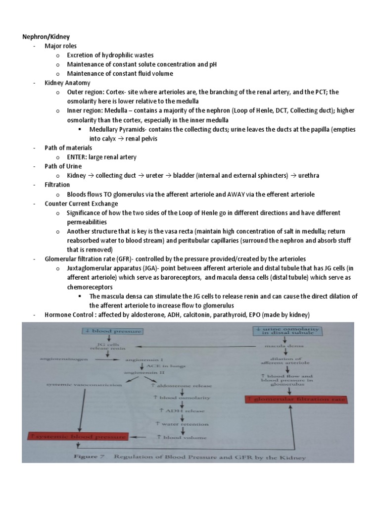 Nephron | PDF | Kidney | Animal Anatomy