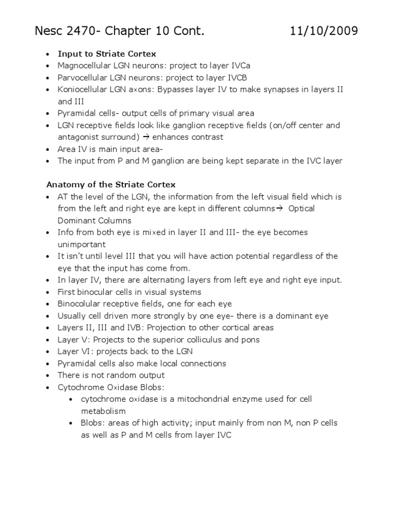 Nesc 2470 - Chapter 10 Cont. | PDF | Visual Cortex | Visual System