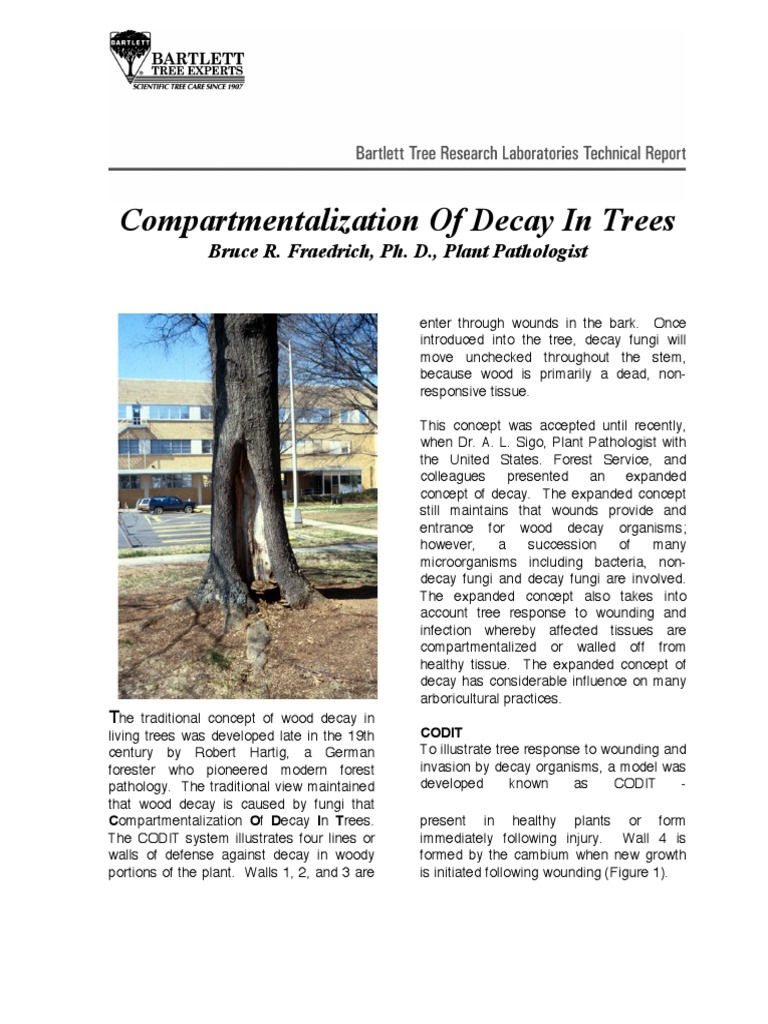 CODIT Model: Tree Decay Compartmentalization | PDF | Trees | Plant Stem
