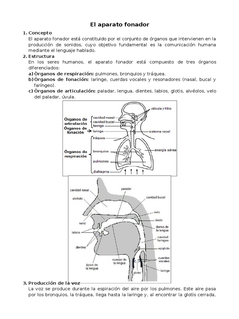 Aparato Fonador