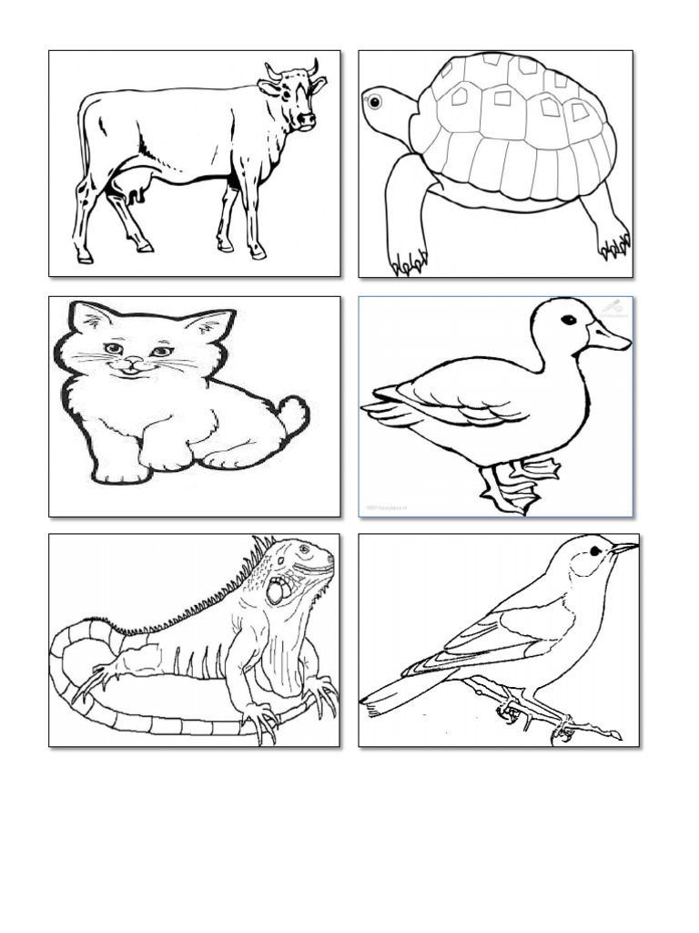 Hitamputih, Haiwan, Gambar Haiwan | PDF