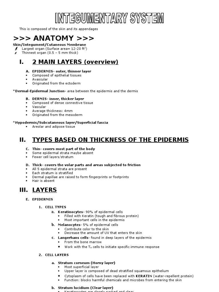 Integumentary System | PDF | Skin | Integumentary System