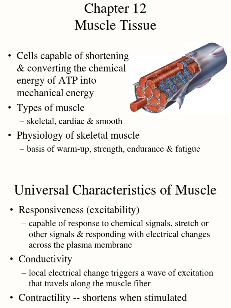 Cells Capable of Shortening & Converting The Chemical Energy of ATP ...