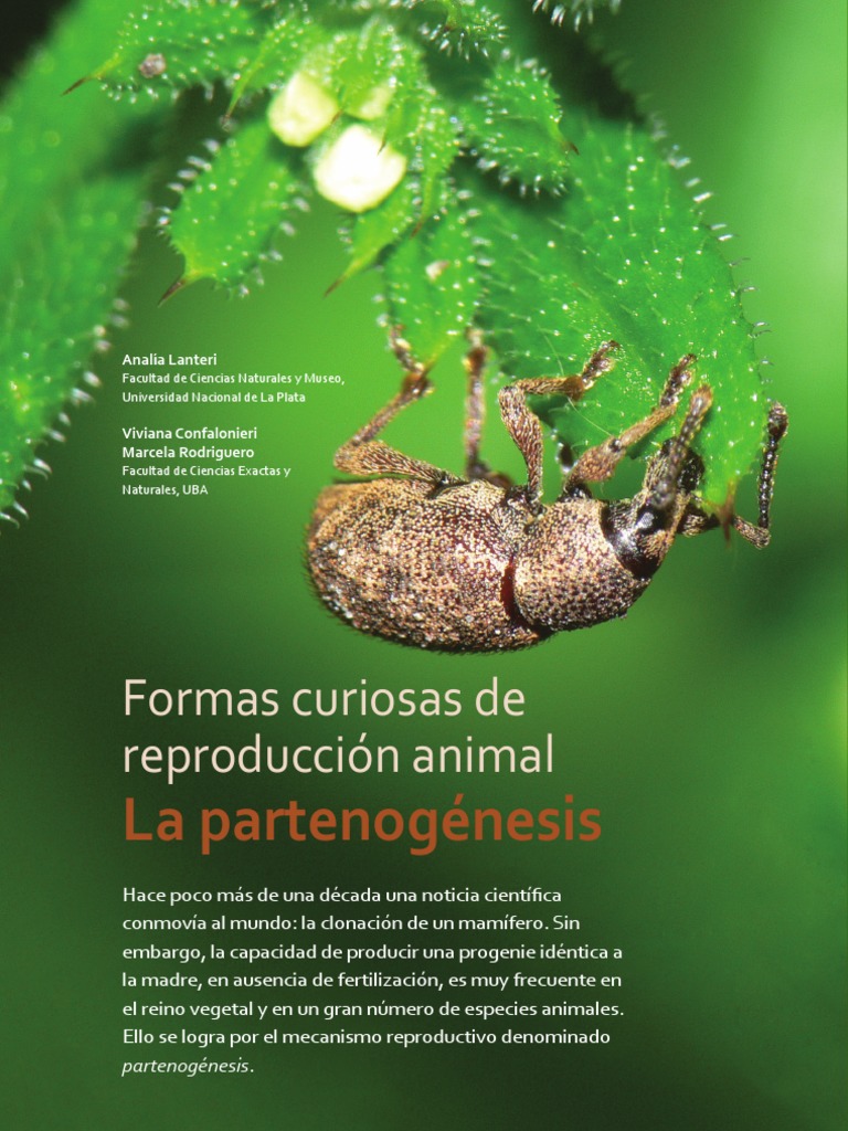 Biologia - Reproduccion - Partenogenesis - General - Partenogenesis ...